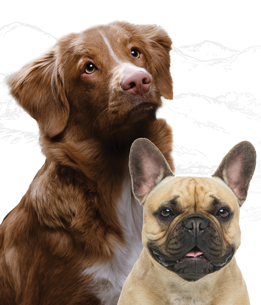 Wolf Meal Pack – Carnivoro Pet Food